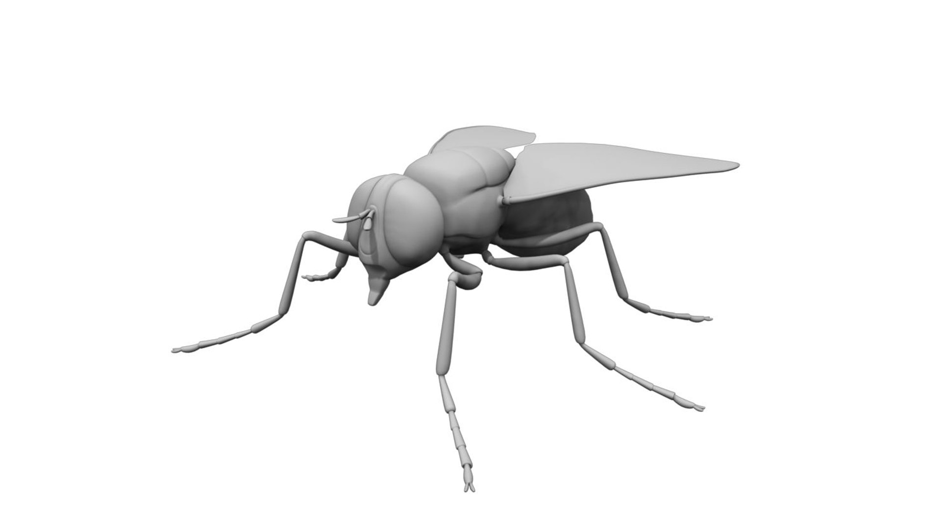 Housefly 3D Model - TurboSquid 1481221
