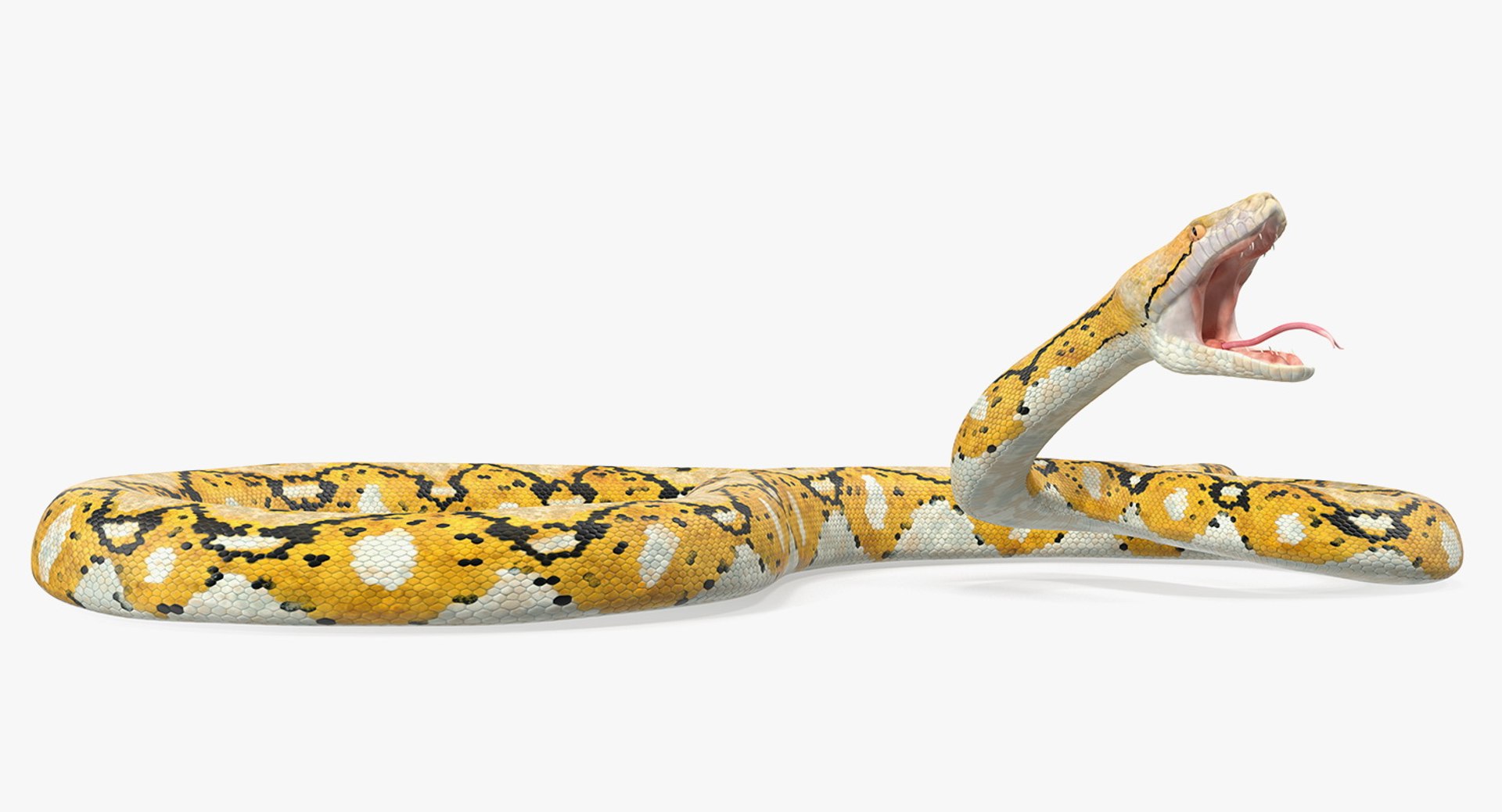 3D yellow python snake attack - TurboSquid 1412938