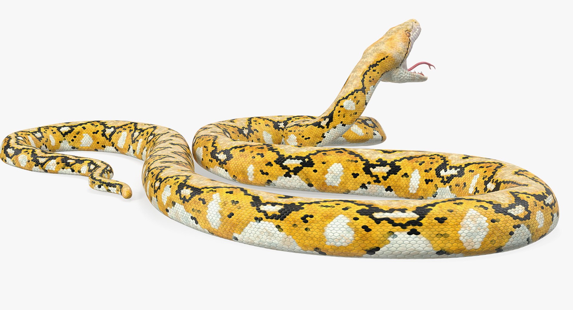 3D yellow python snake attack - TurboSquid 1412938