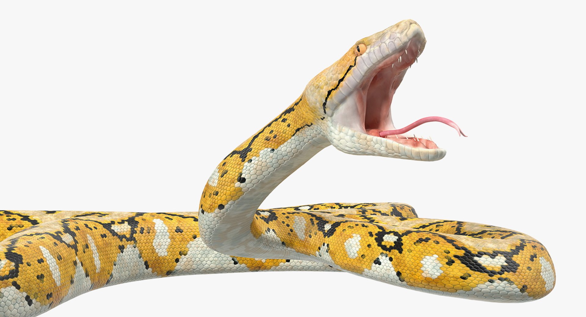 3D yellow python snake attack - TurboSquid 1412938