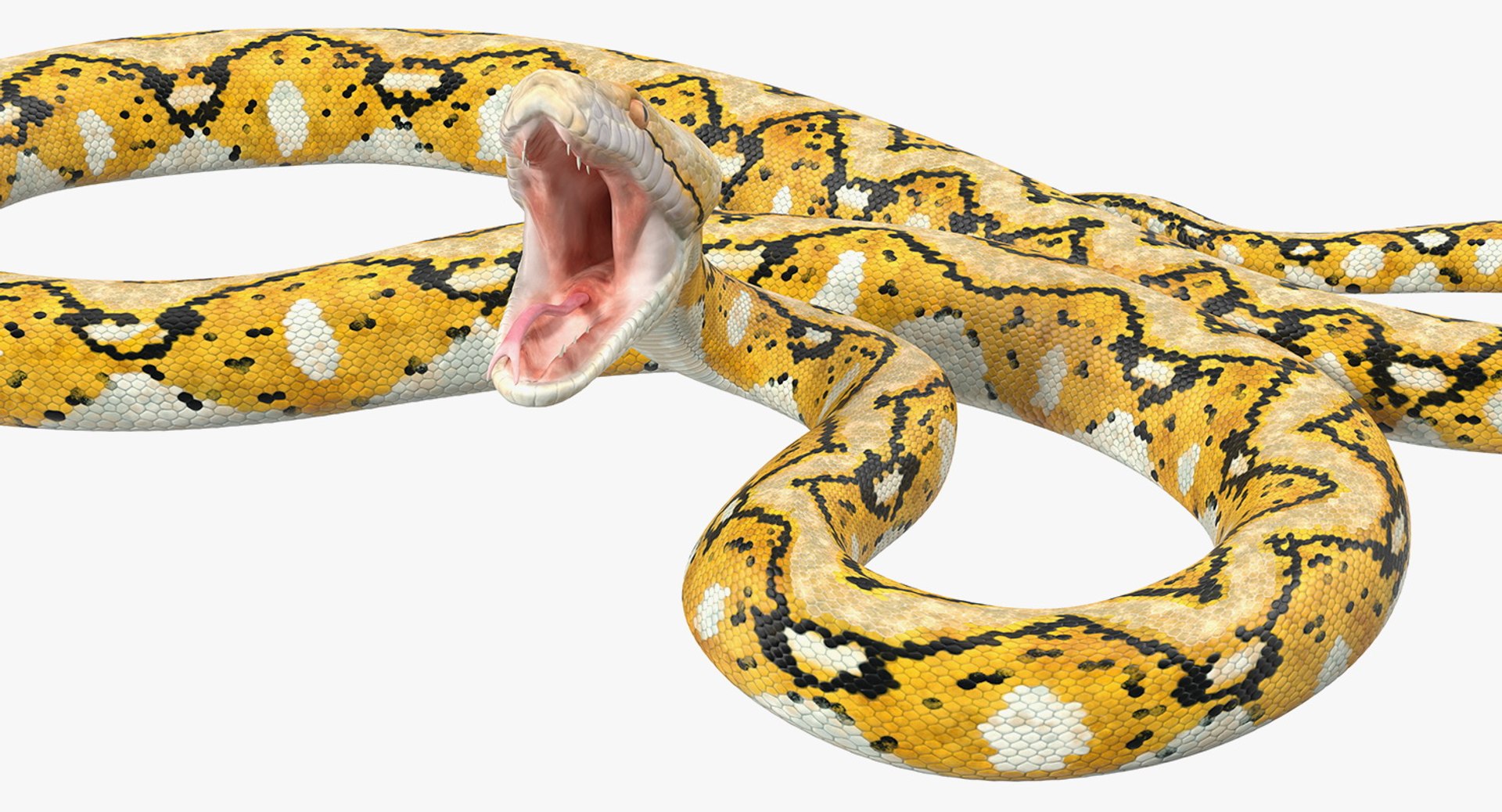 3D yellow python snake attack - TurboSquid 1412938