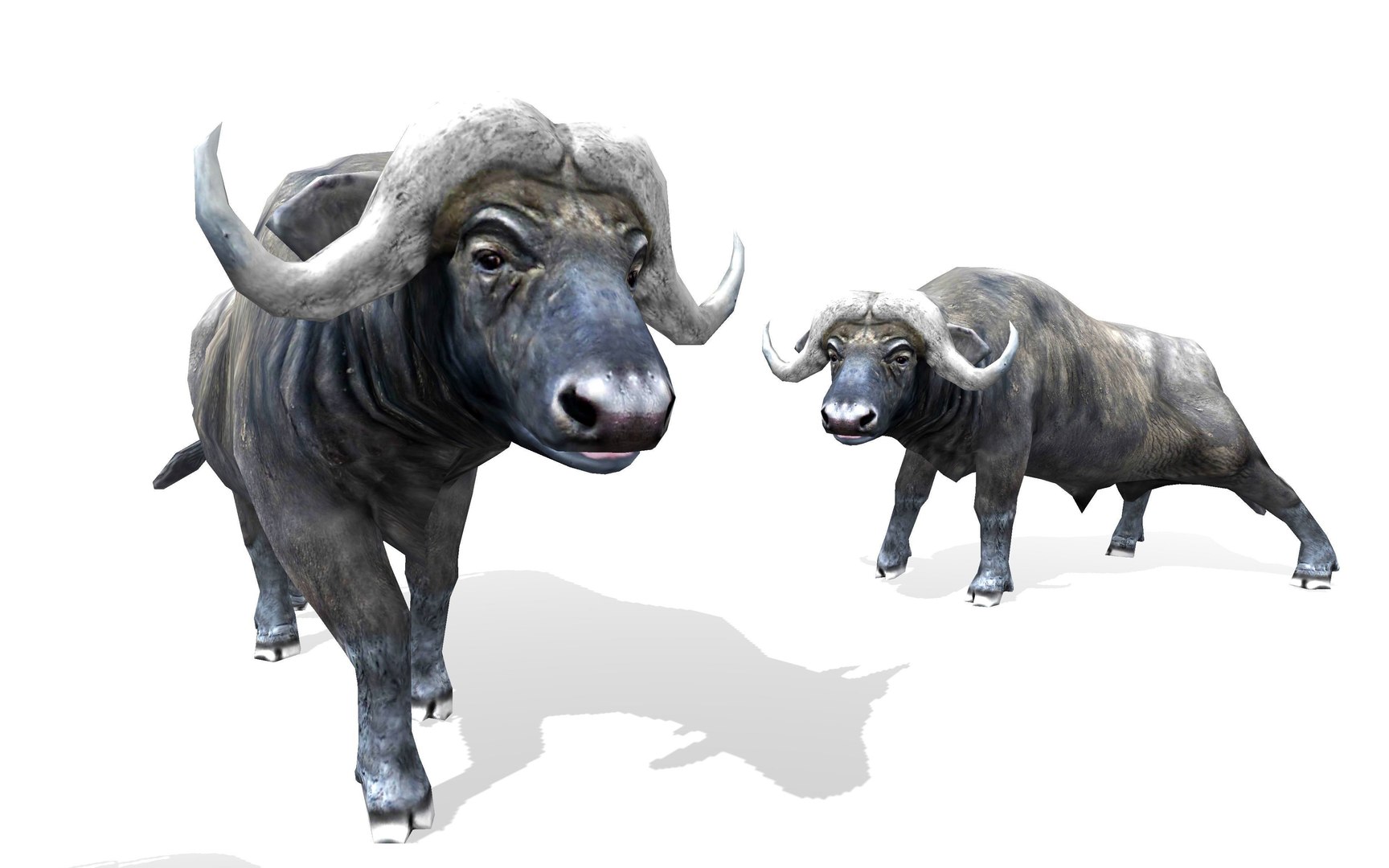 Wild Buffalo 3D Model - TurboSquid 1510868