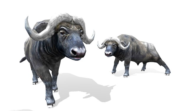 Wild buffalo 3D model - TurboSquid 1510868