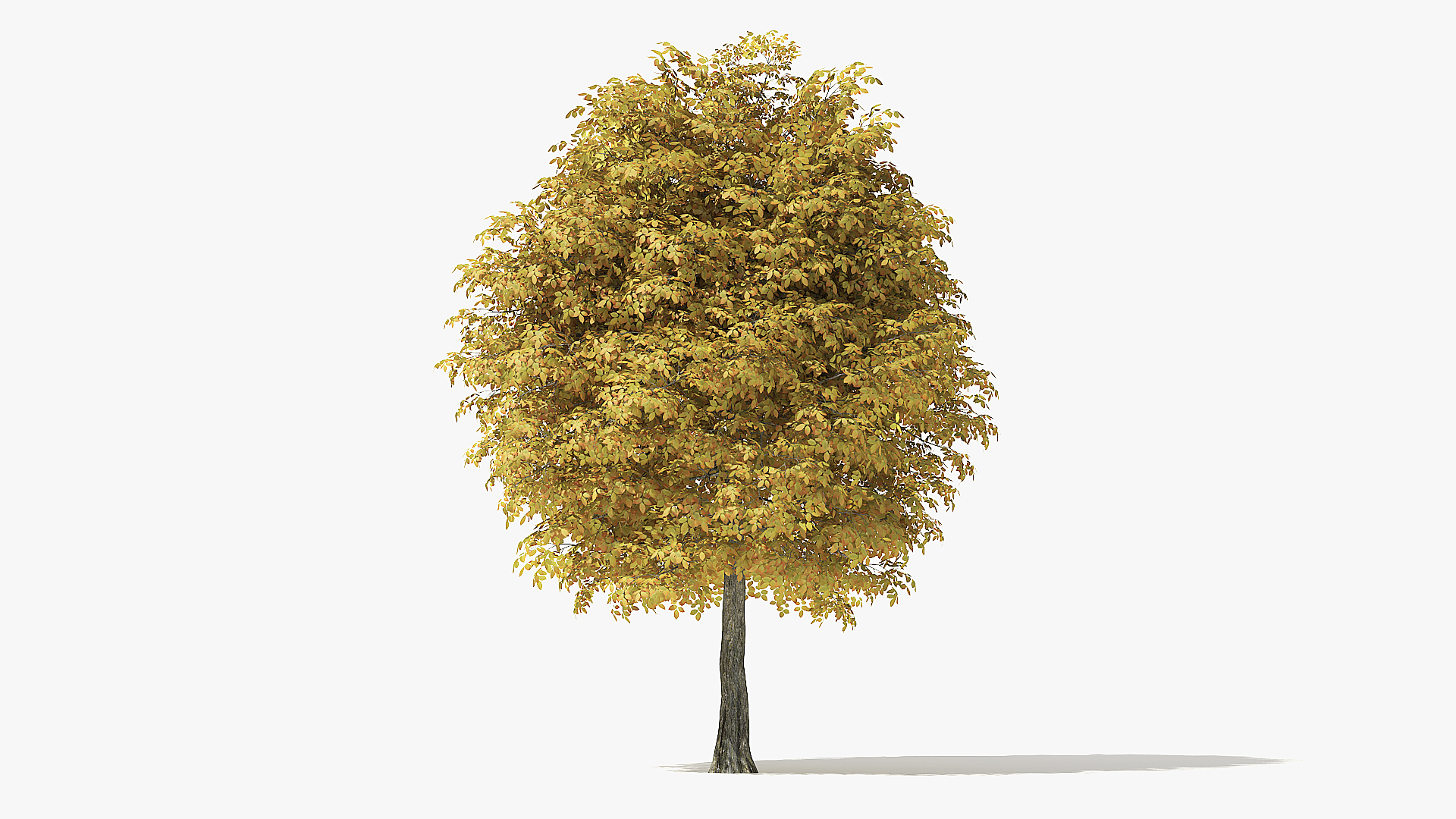 3D autumn rock elm tree model - TurboSquid 1464512