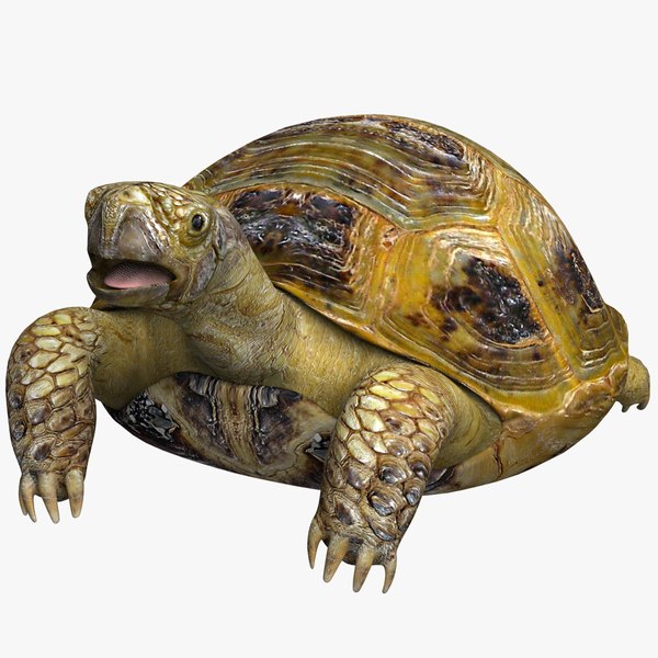 Texture JPEG turtle shell photo