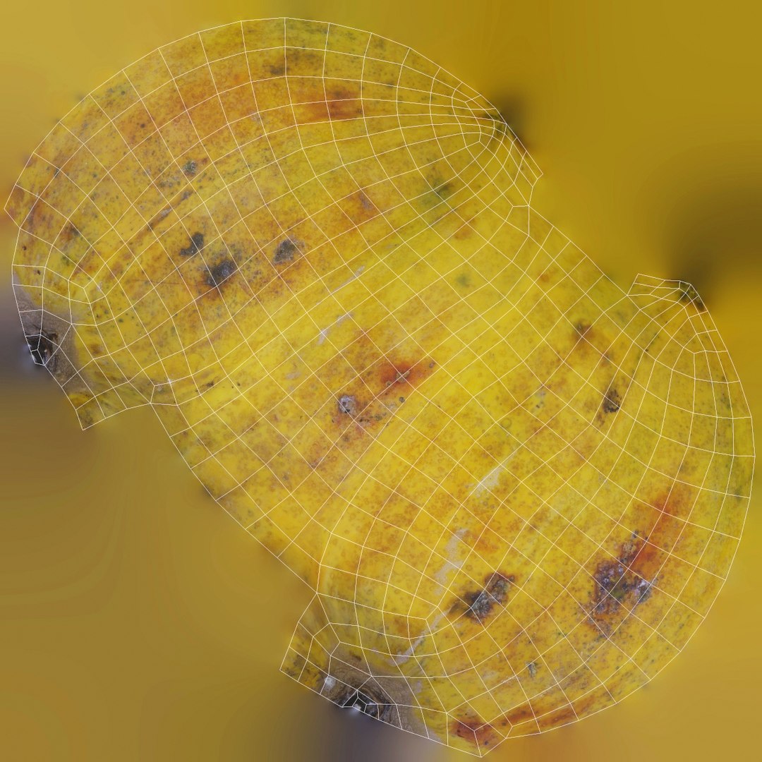 3d Papaya 1 Model