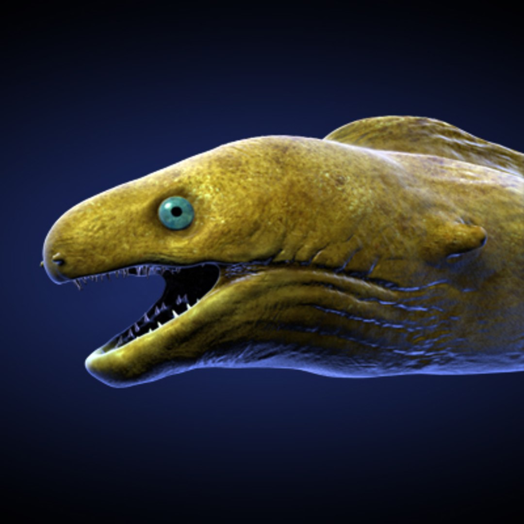 3d Moray Eel