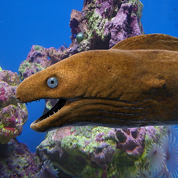 3d moray eel