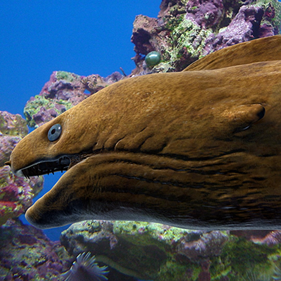 3d Moray Eel