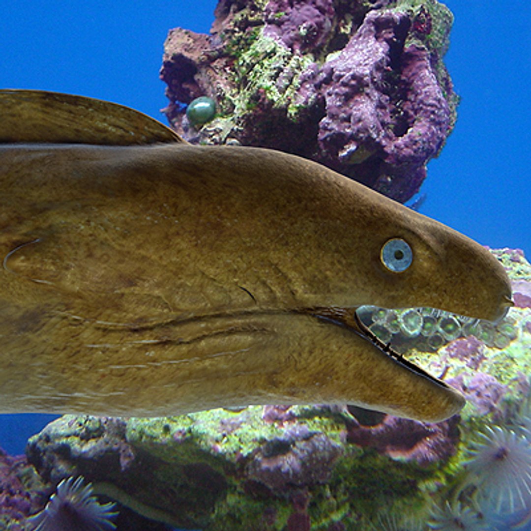 3d Moray Eel
