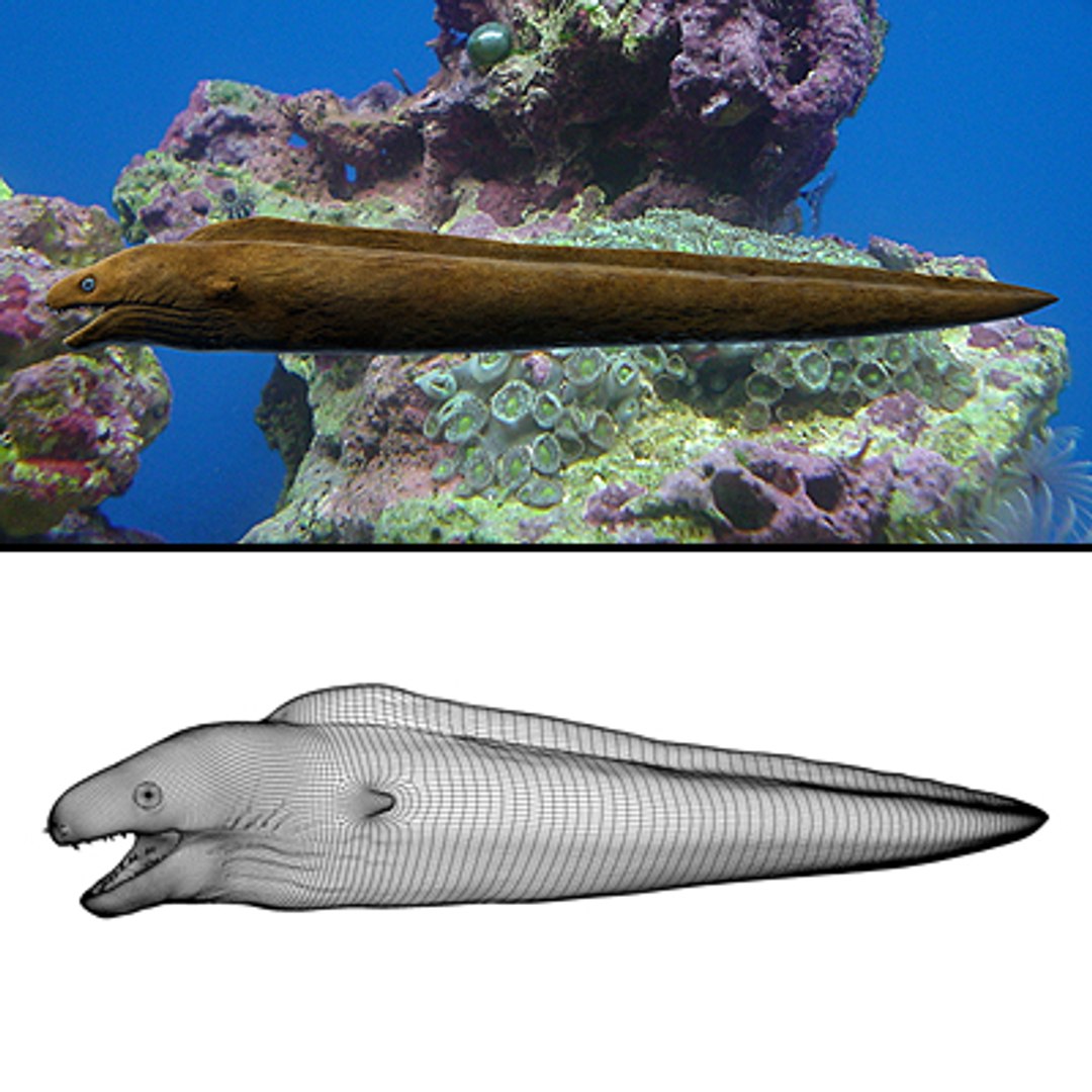 3d Moray Eel