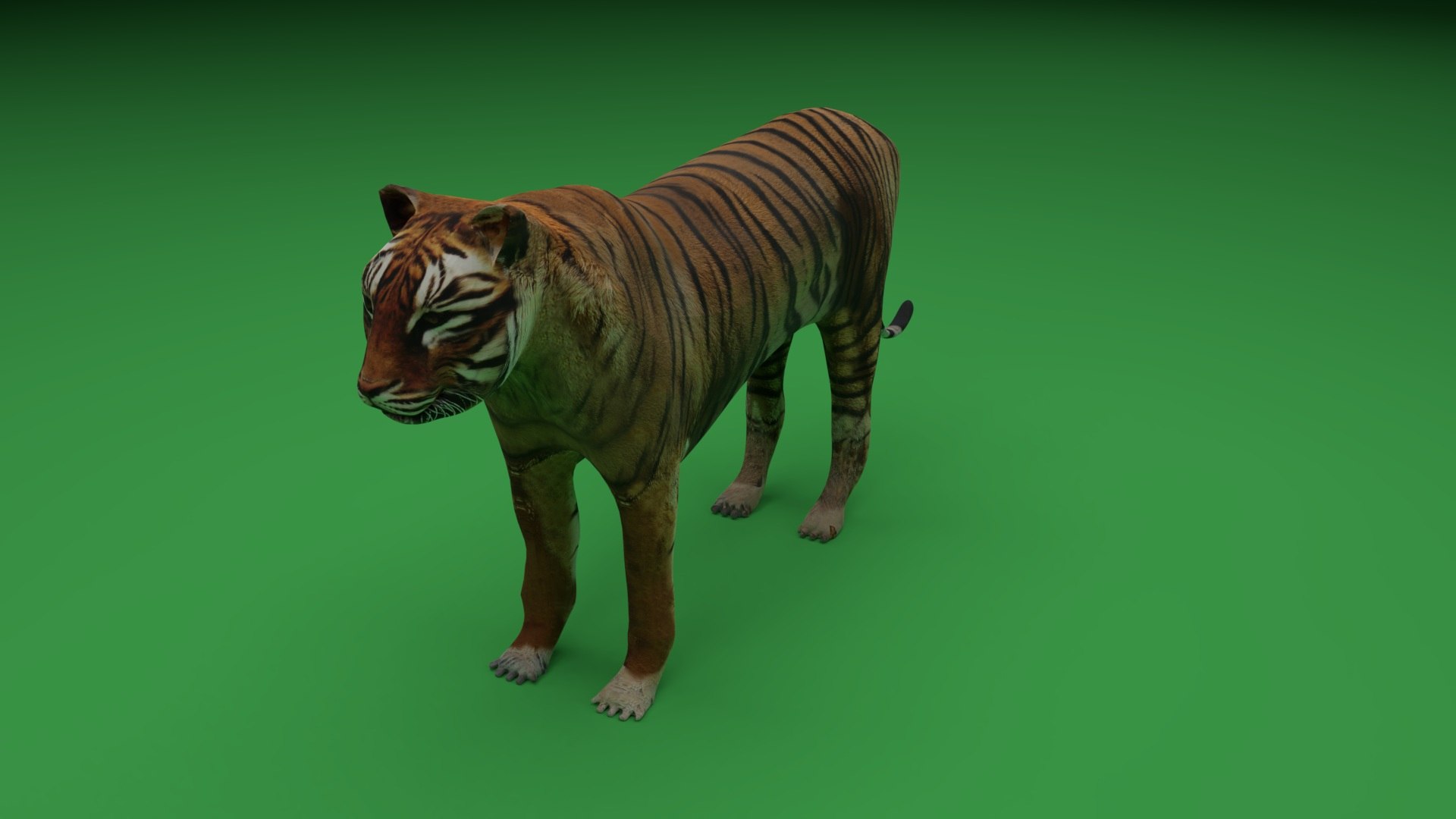 Tiger wildlife animal model - TurboSquid 1297187
