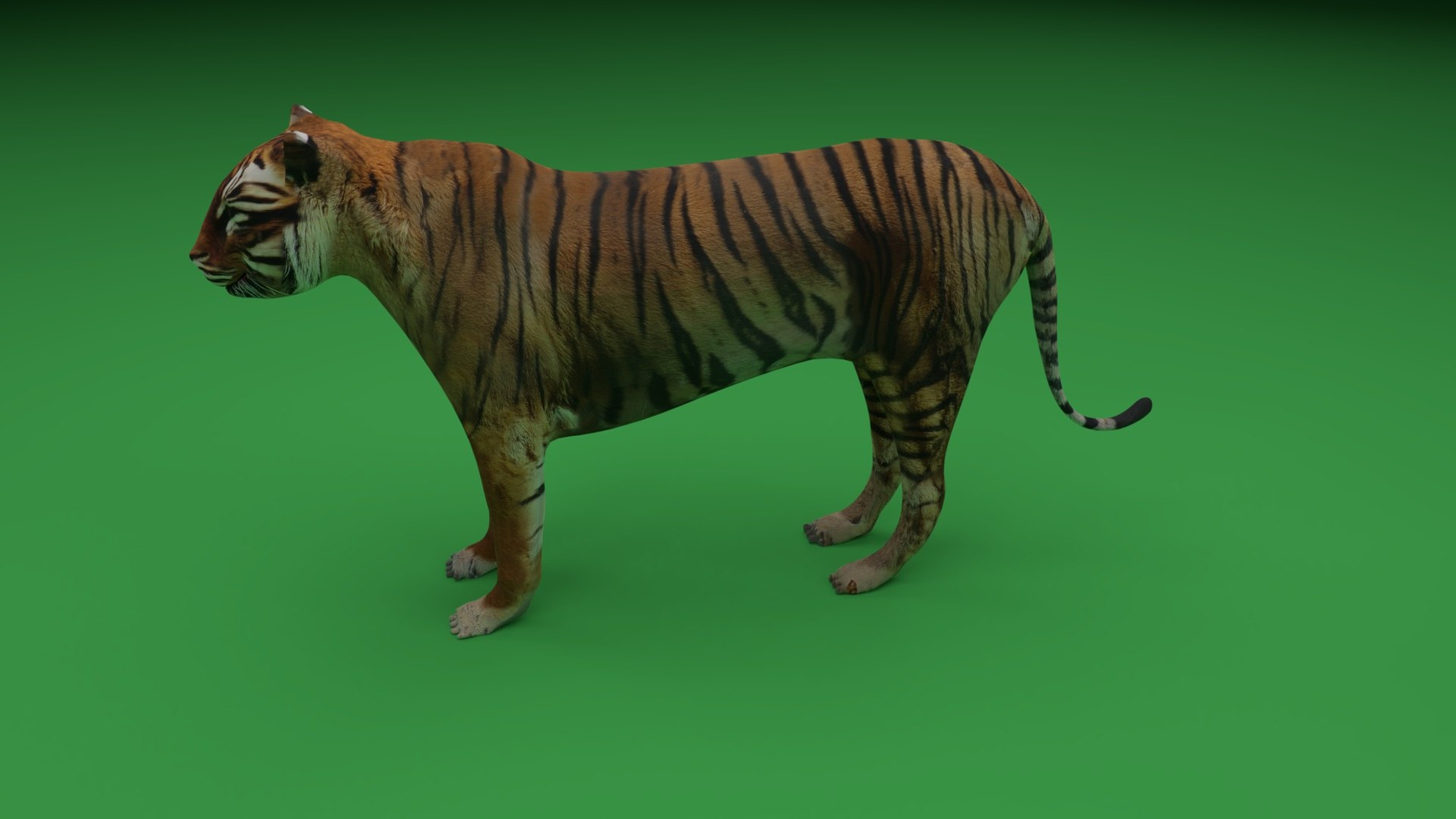 Tiger wildlife animal model - TurboSquid 1297187