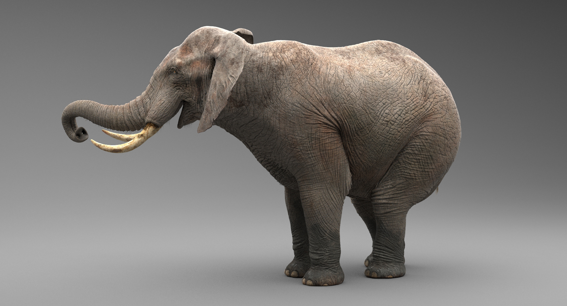 3d model elephant rigging animation