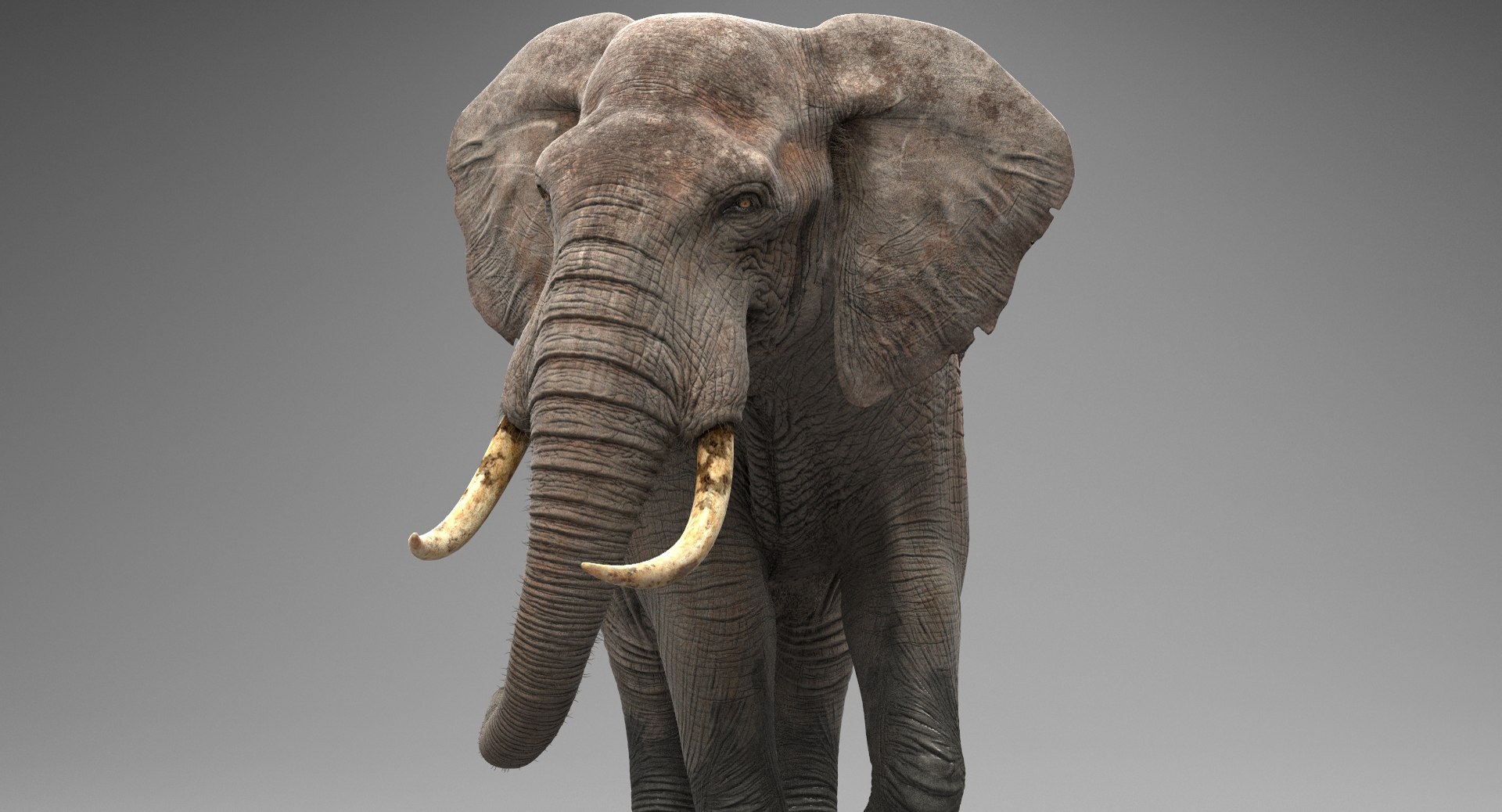 3d model elephant rigging animation