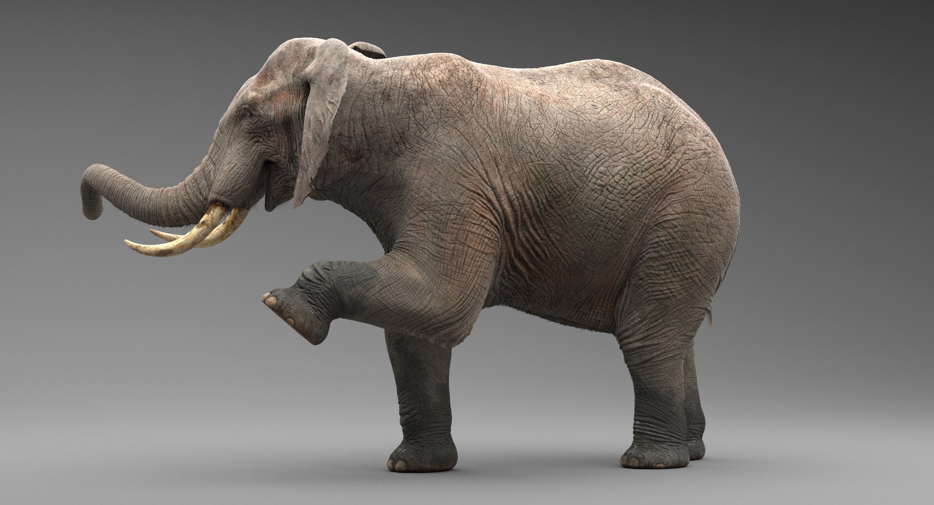 3d model elephant rigging animation