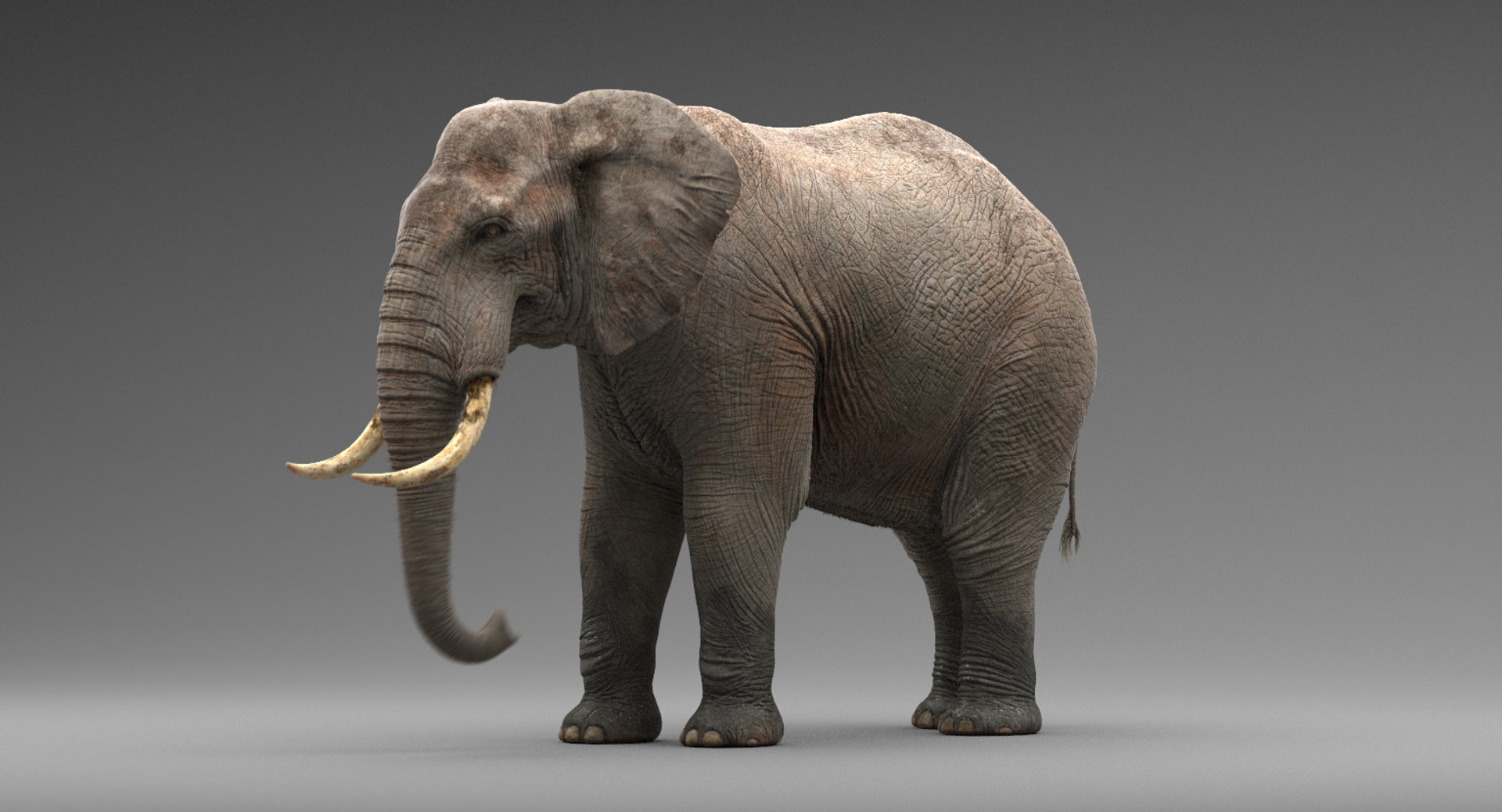 3d Model Elephant Rigging Animation