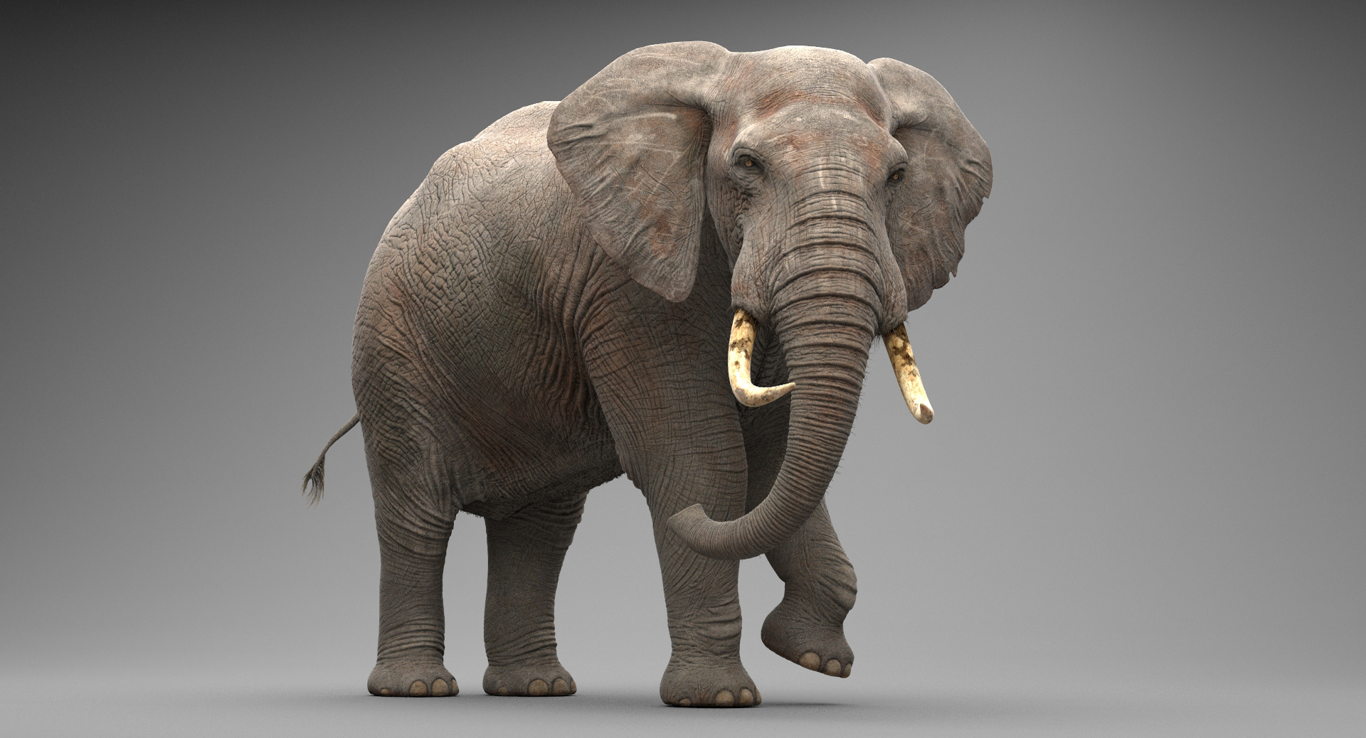 3d model elephant rigging animation