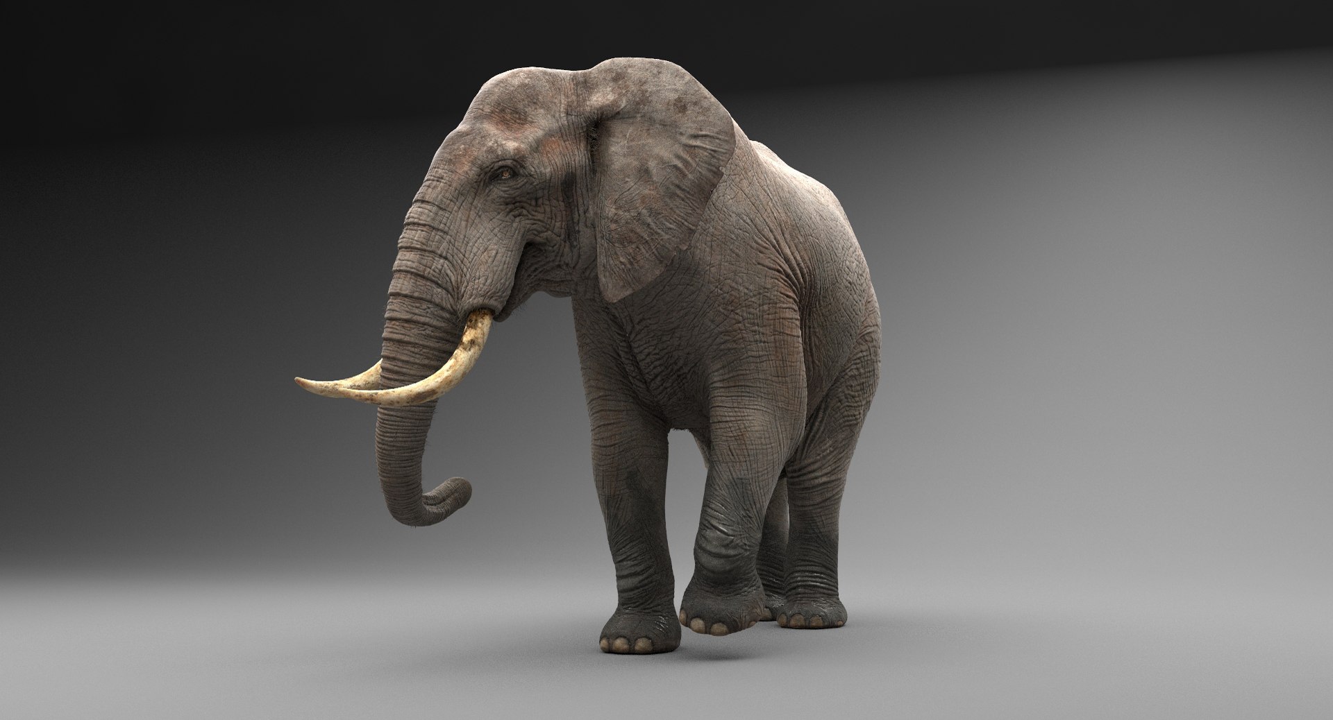3d model elephant rigging animation