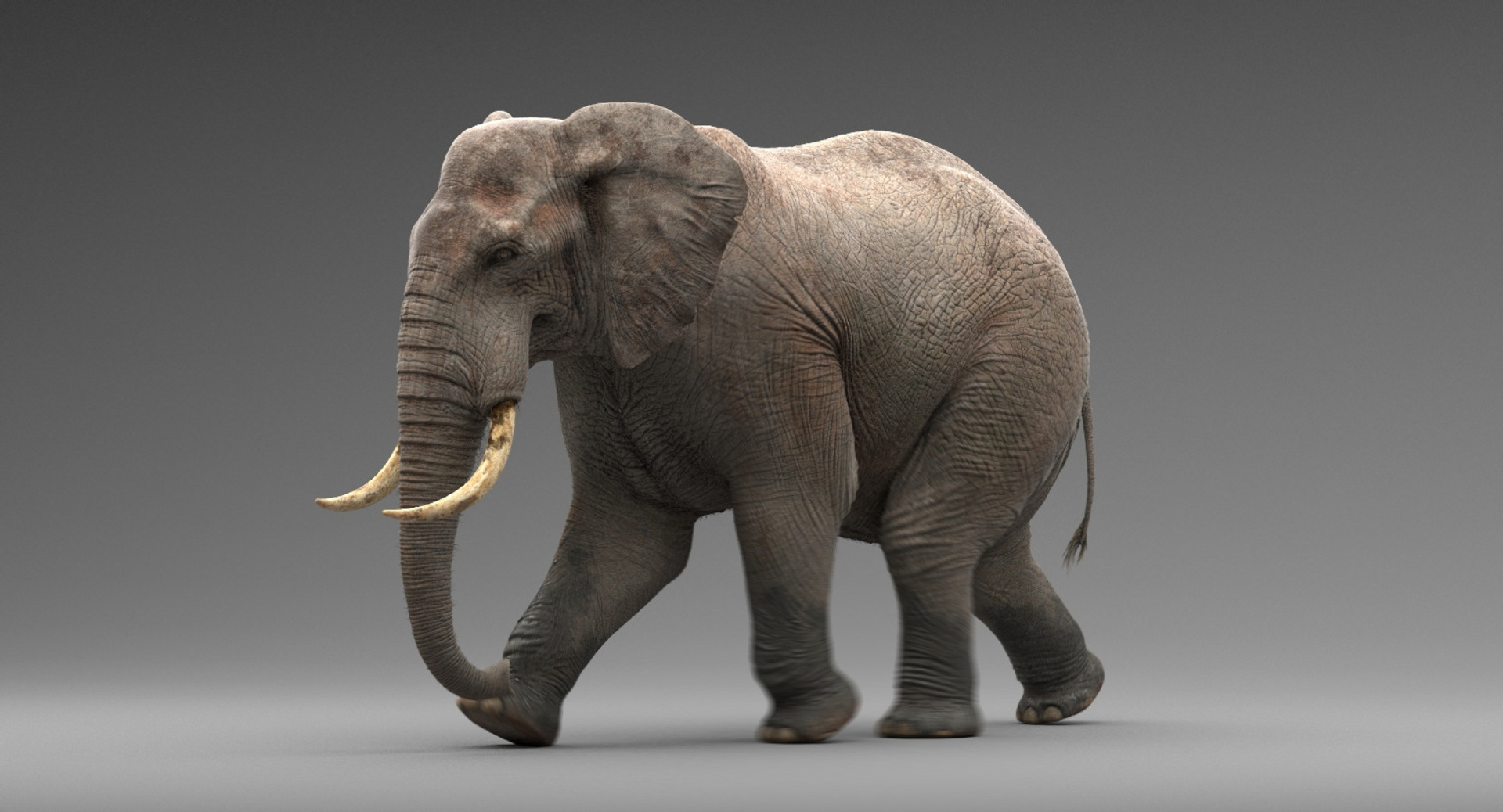 3d Model Elephant Rigging Animation