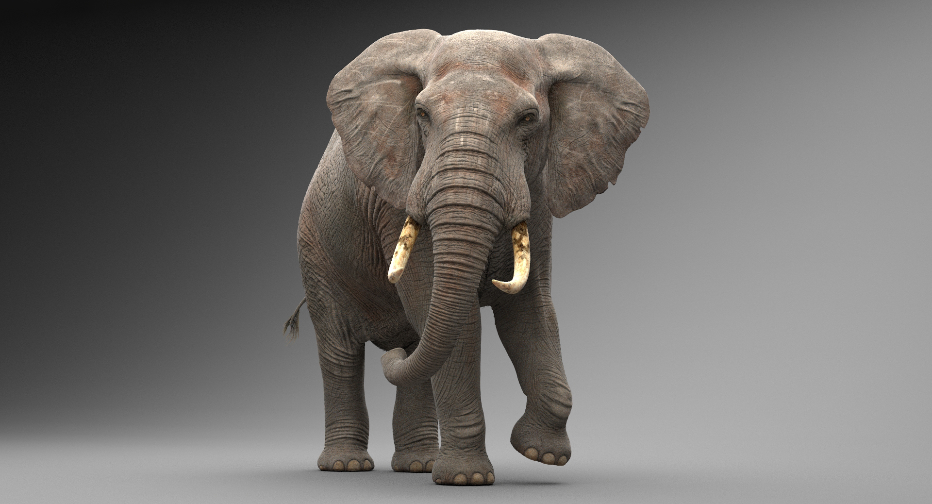 3d model elephant rigging animation