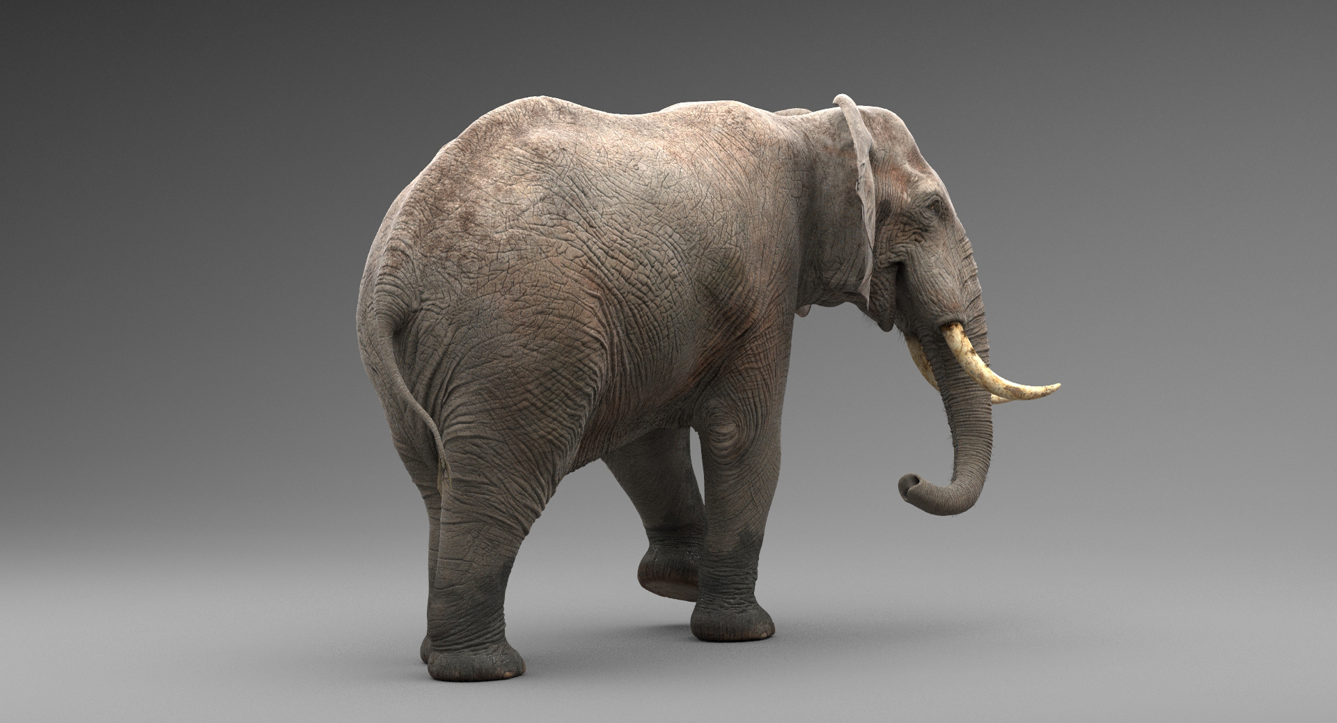 3d model elephant rigging animation