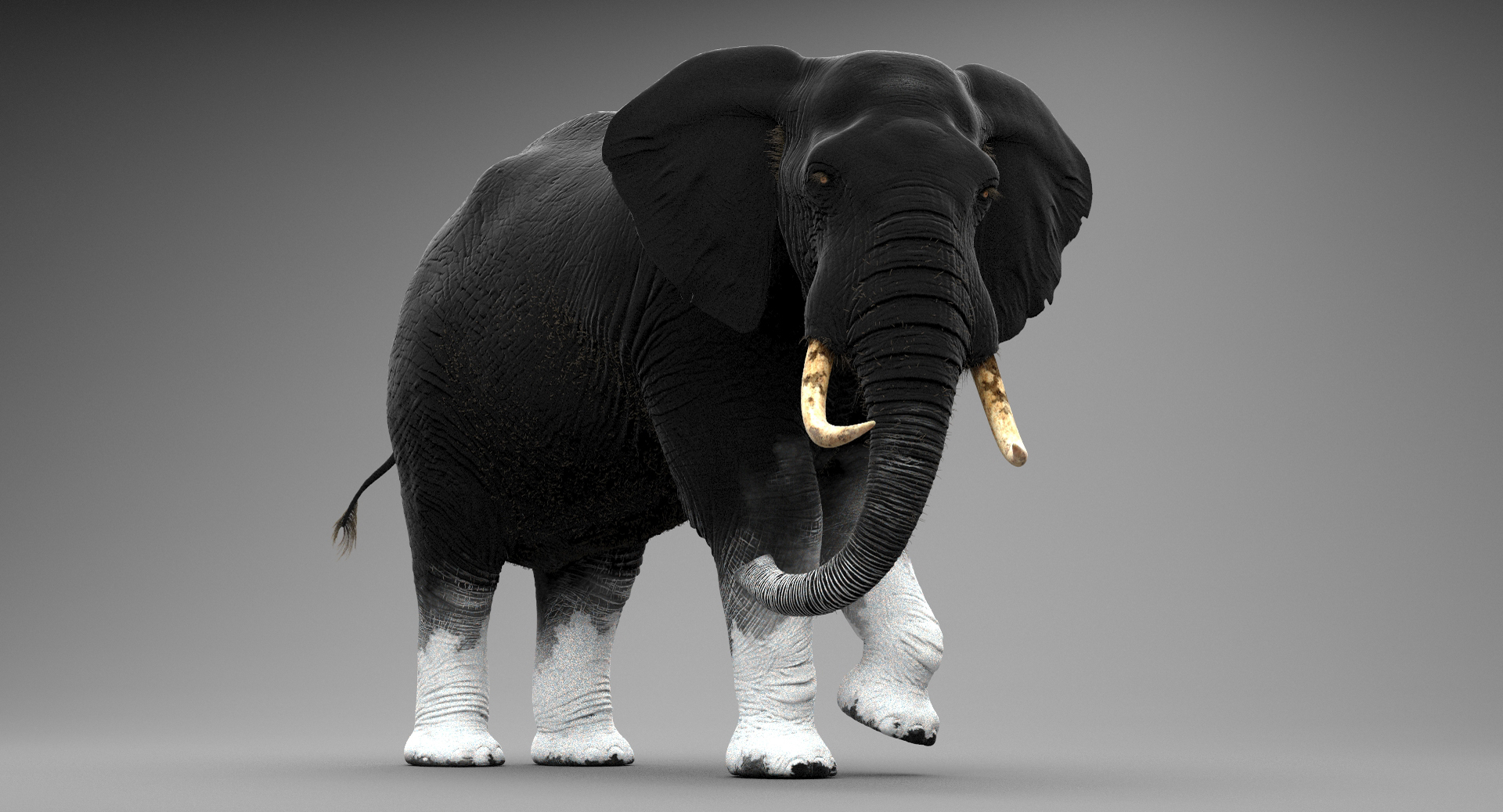 3d model elephant rigging animation