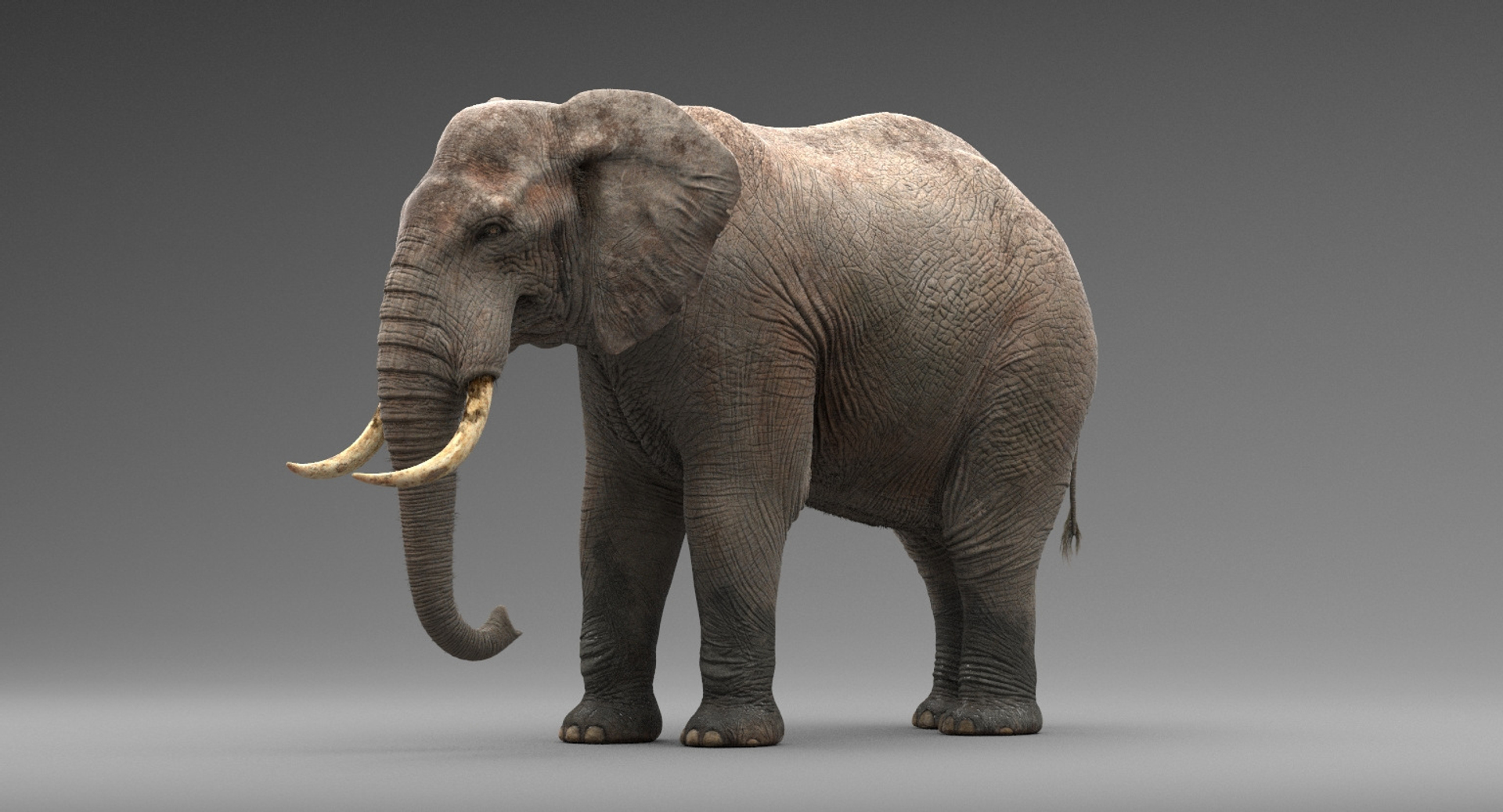 3d Model Elephant Rigging Animation