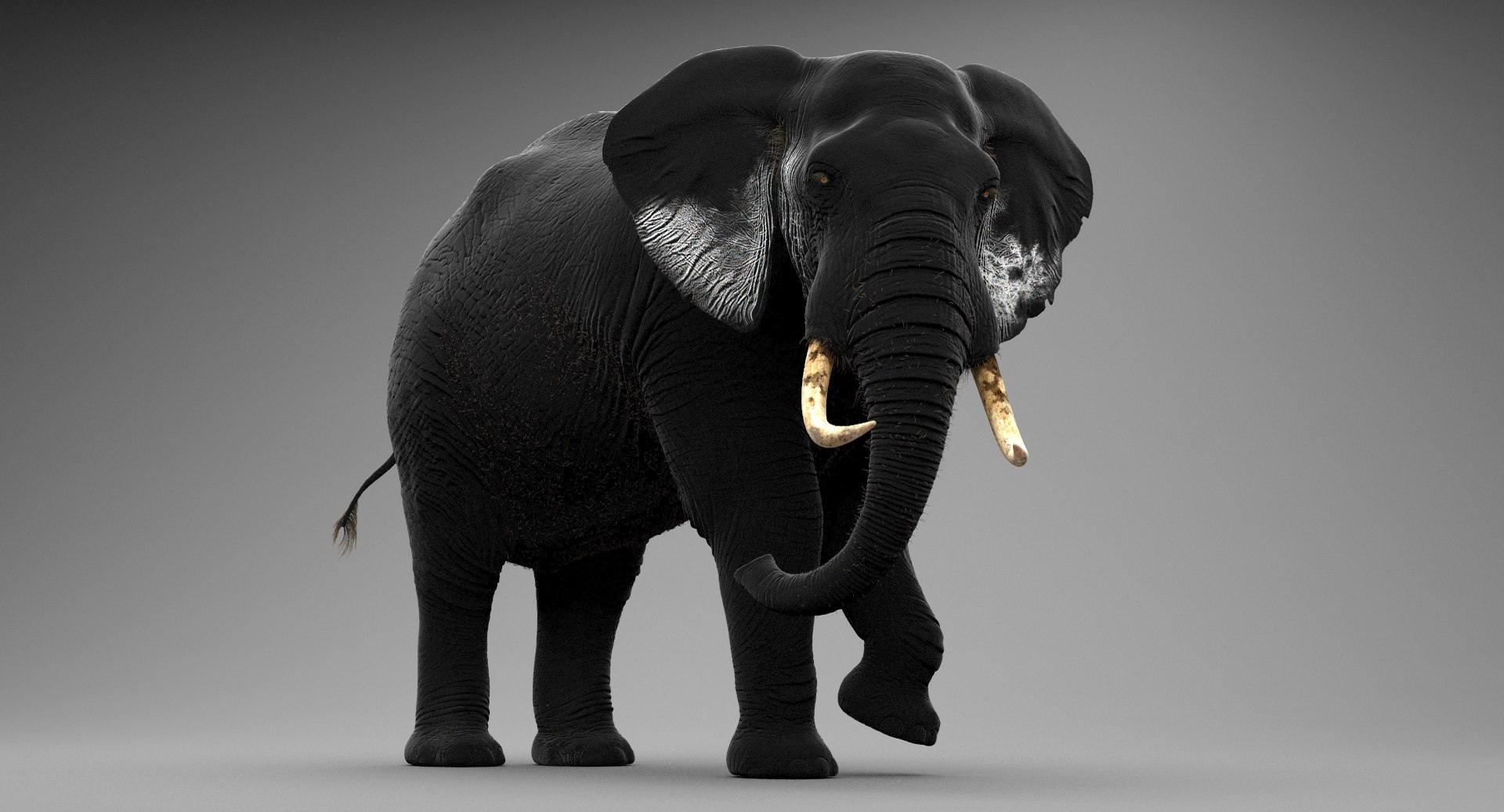 3d model elephant rigging animation