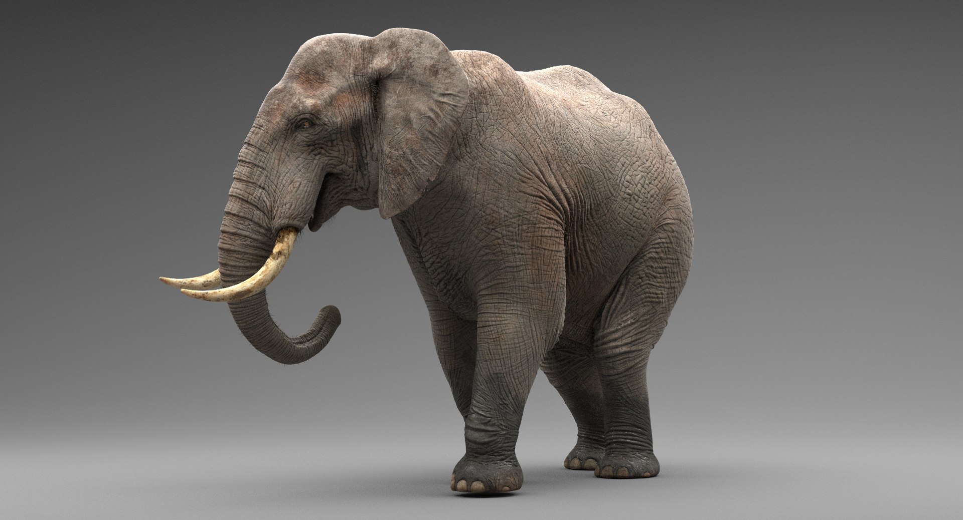 3d model elephant rigging animation