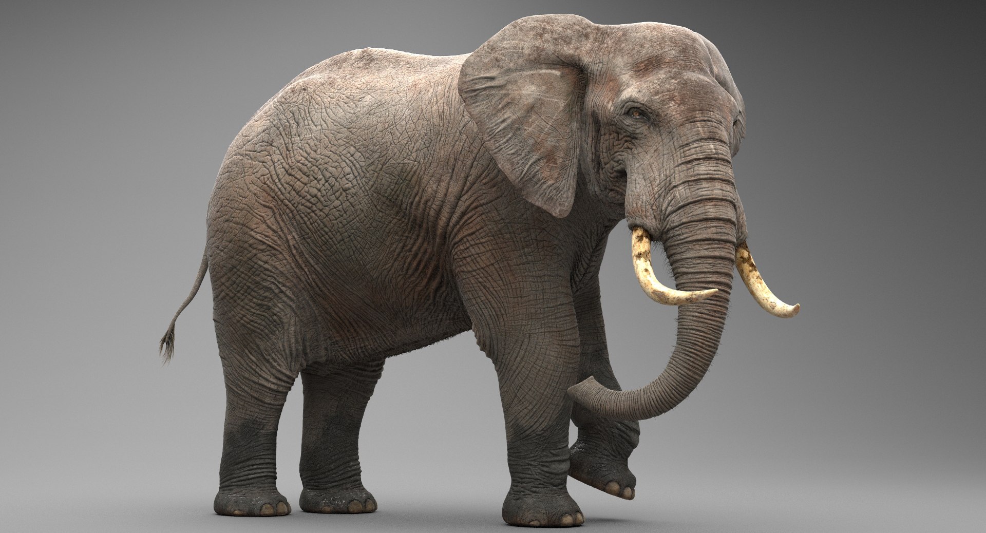 3d model elephant rigging animation
