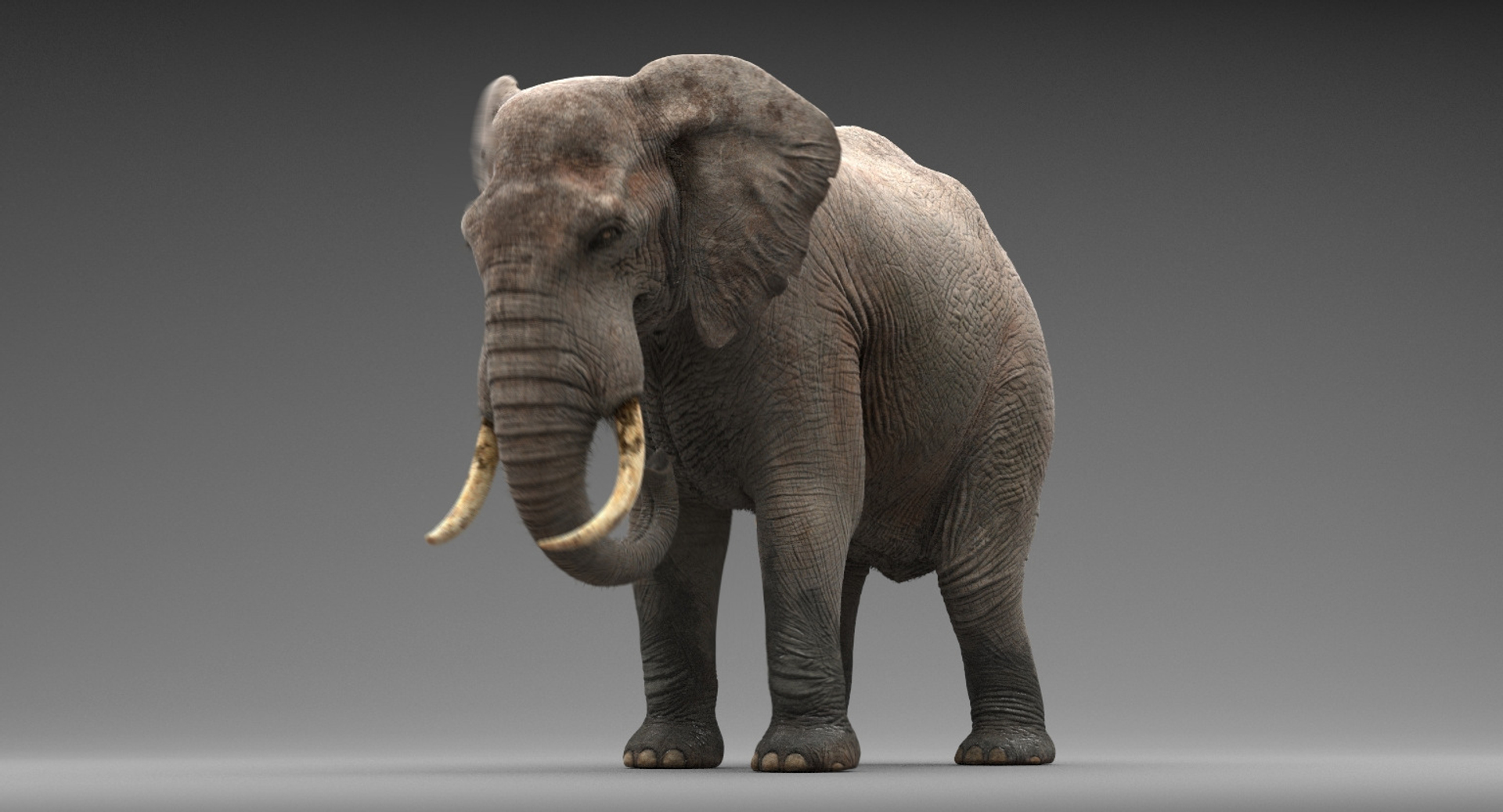 3d Model Elephant Rigging Animation