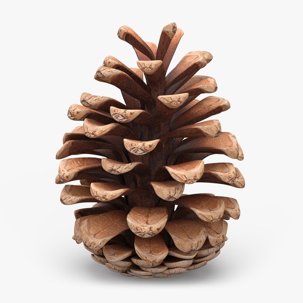 3D model Opened Pine Cone - TurboSquid 1964731