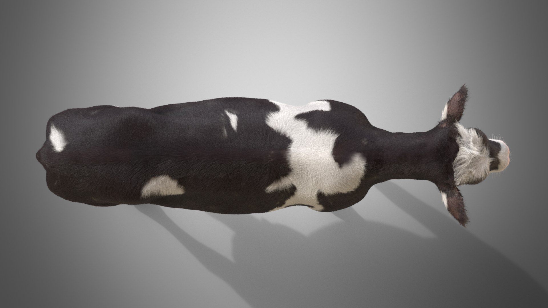 Cow Rig Fur Animation 3D Model - TurboSquid 1491323
