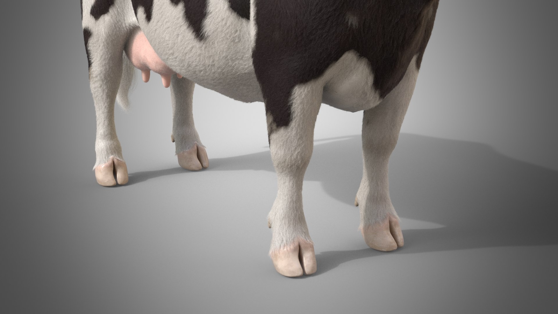 Cow Rig Fur Animation 3D Model - TurboSquid 1491323