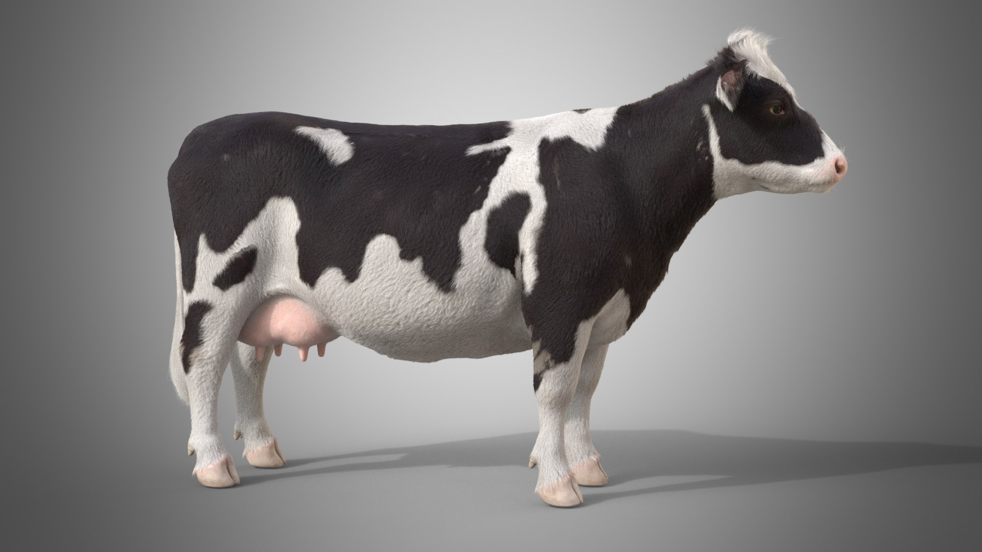 Cow rig fur animation 3D model - TurboSquid 1491323