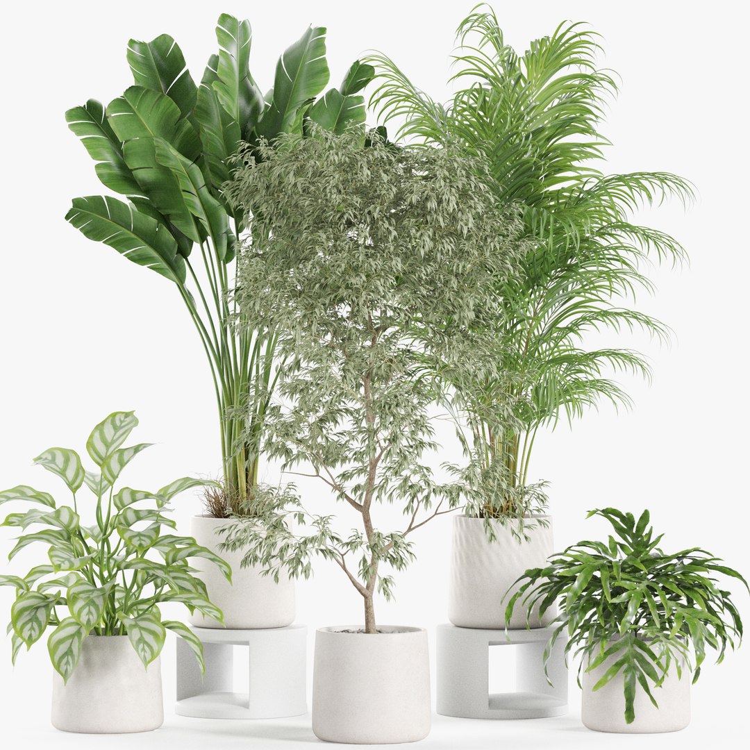 3D Plants Collection 957 - TurboSquid 2102291