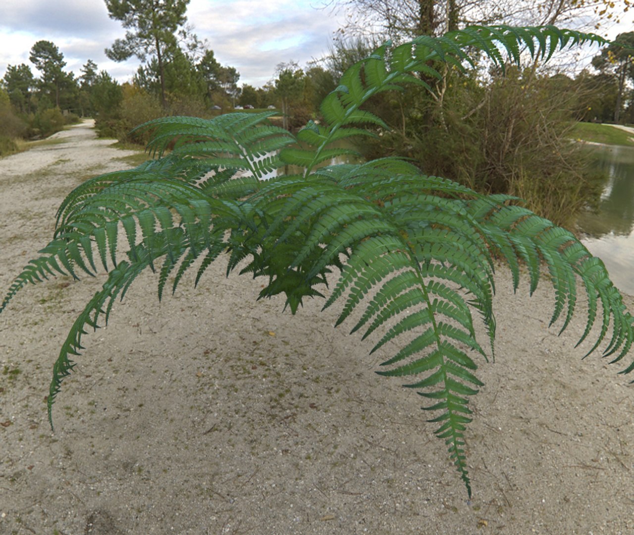 Bracken 3d Obj