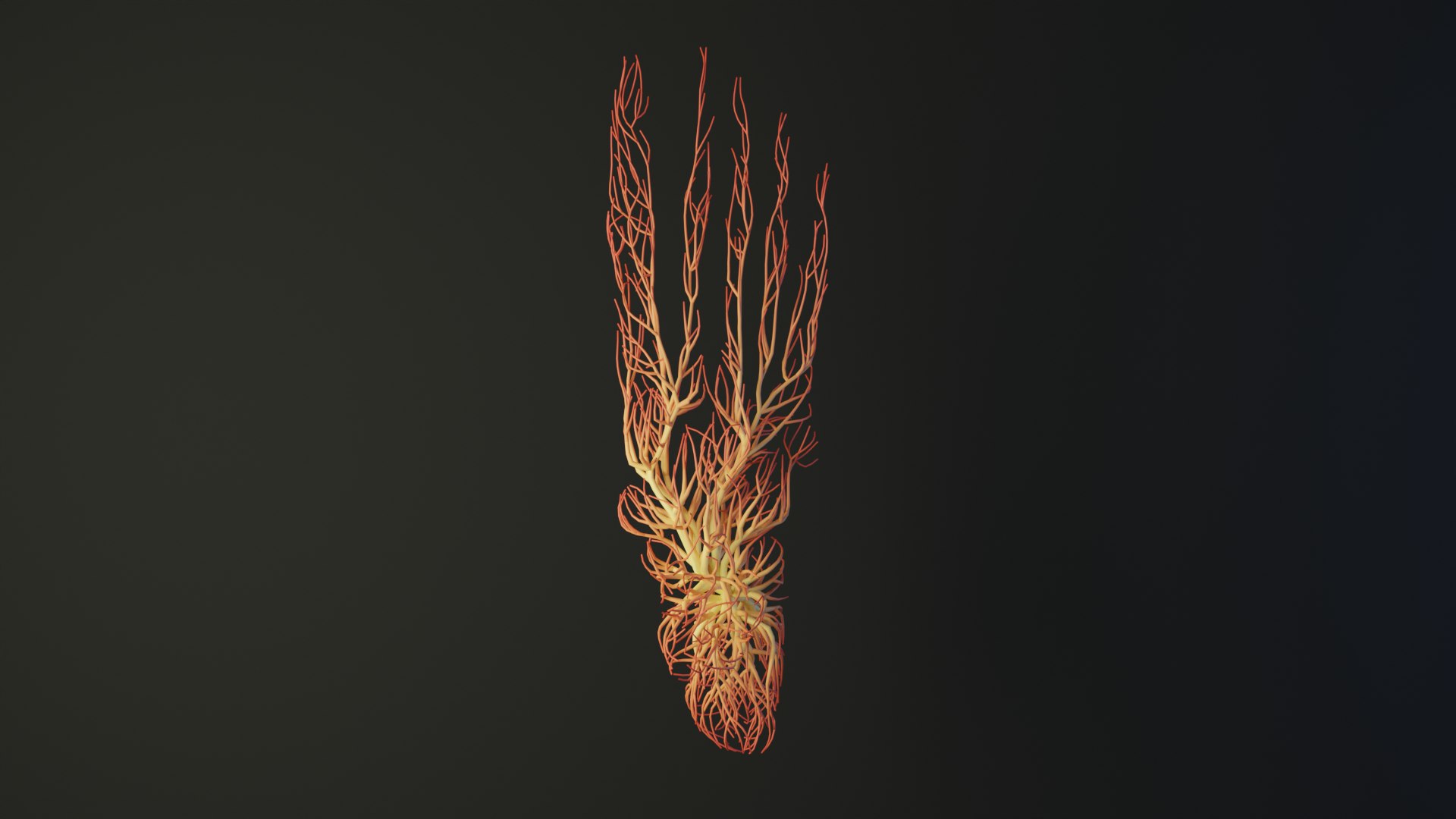 3D Human Feet Unrolling Growing Animation - TurboSquid 1978674