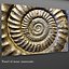3d Model Panel Ammonite