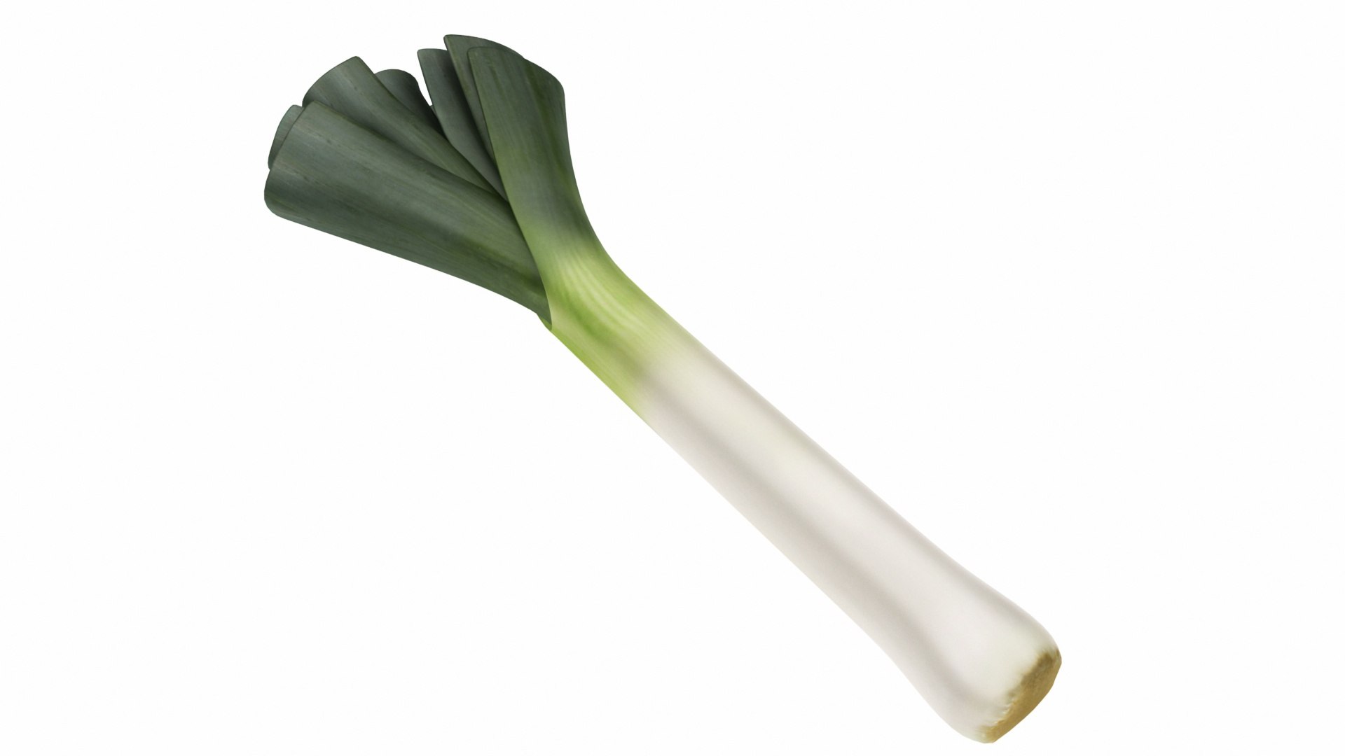 Leek Realistic 3D Model - TurboSquid 1544574