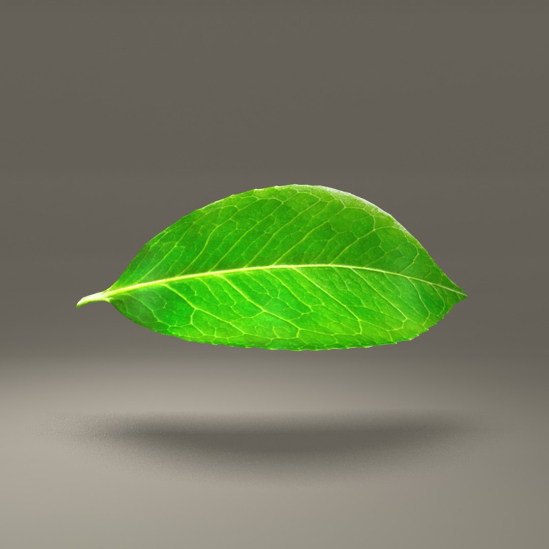 Green Leaf 3d Obj
