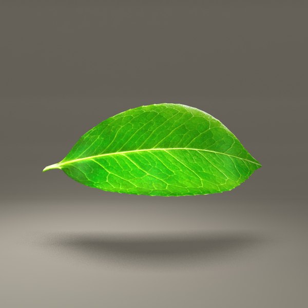 3d model leaf