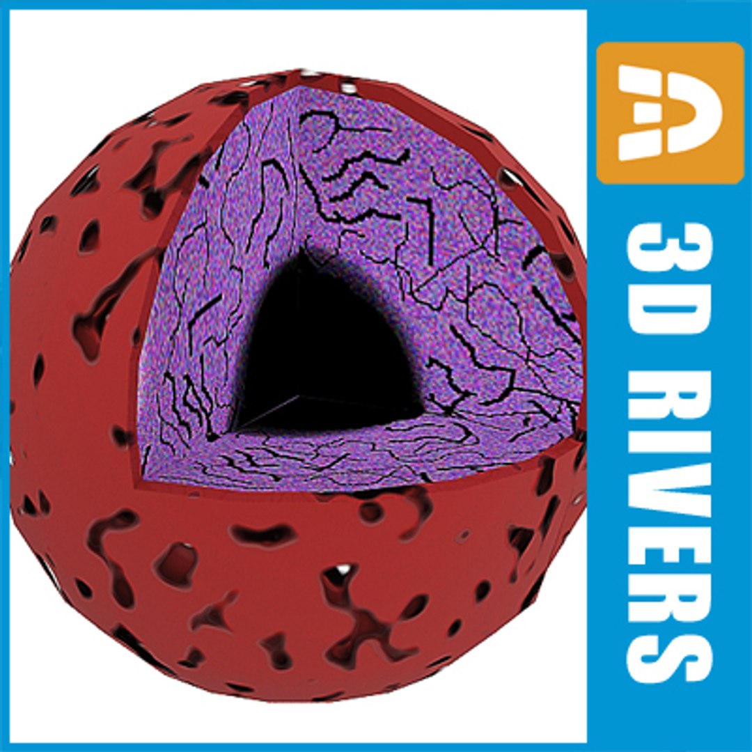 Nucleus Cell Biology 3d Model