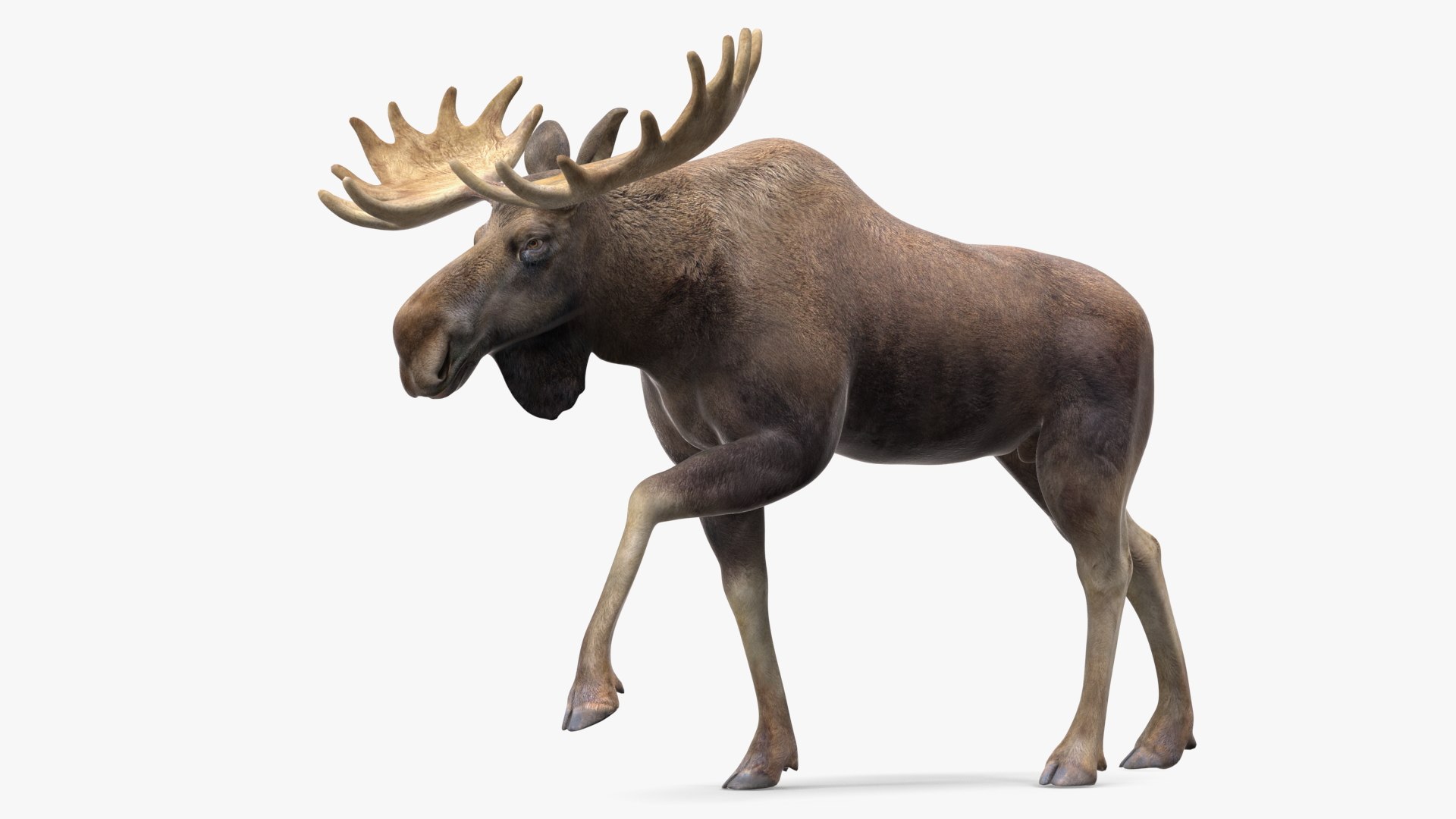 Alces Alces Walking No Fur model - TurboSquid 2091901