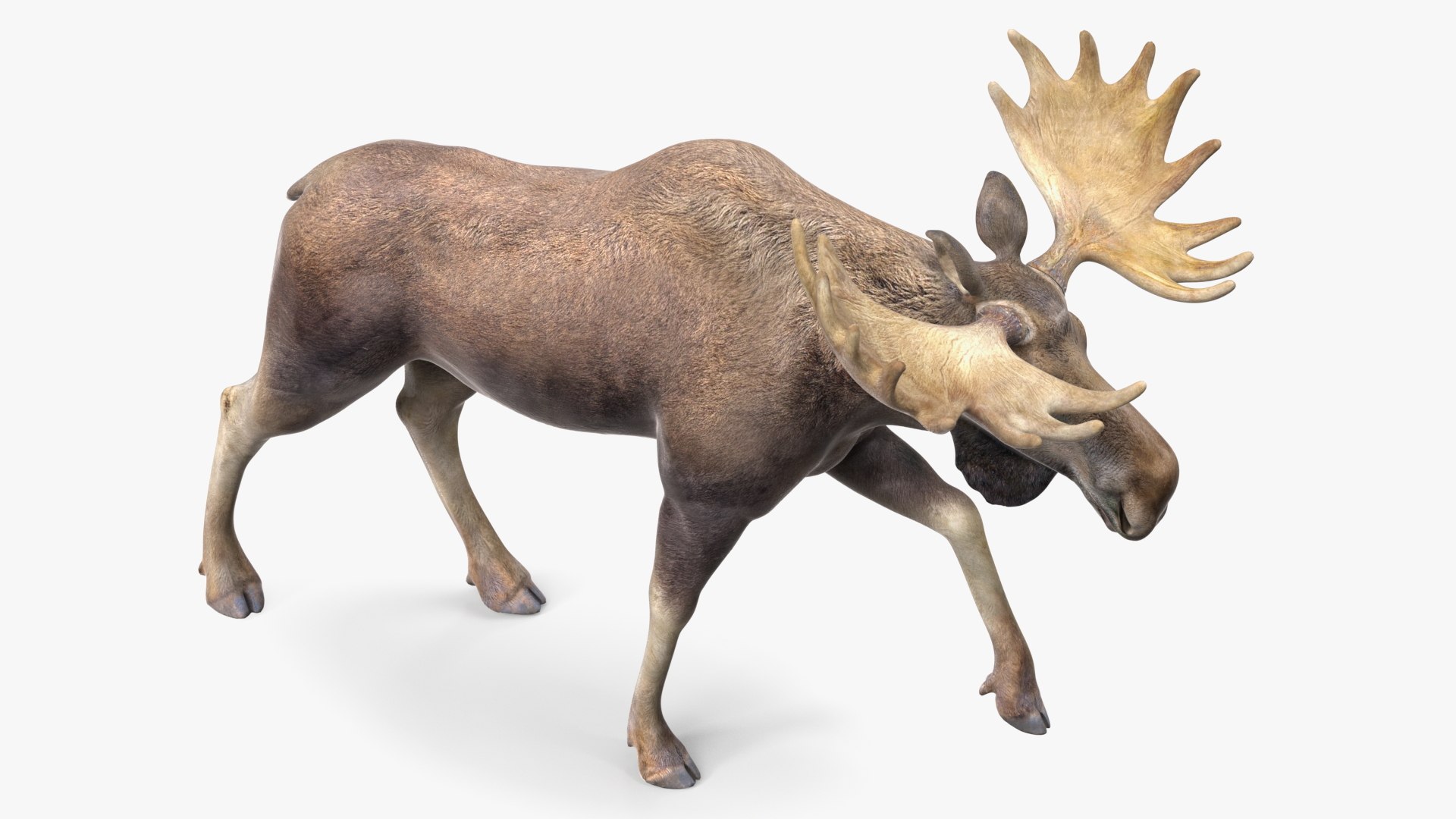 Alces Alces Walking No Fur model - TurboSquid 2091901