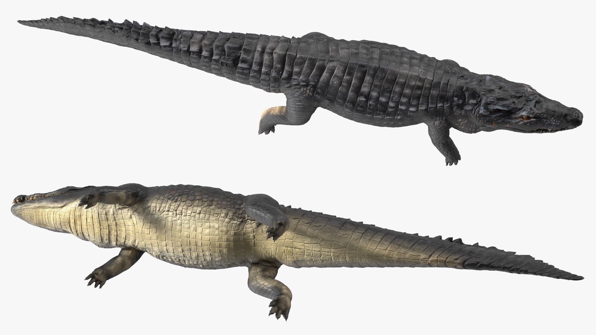 Black Caiman 3D Model - TurboSquid 2203545
