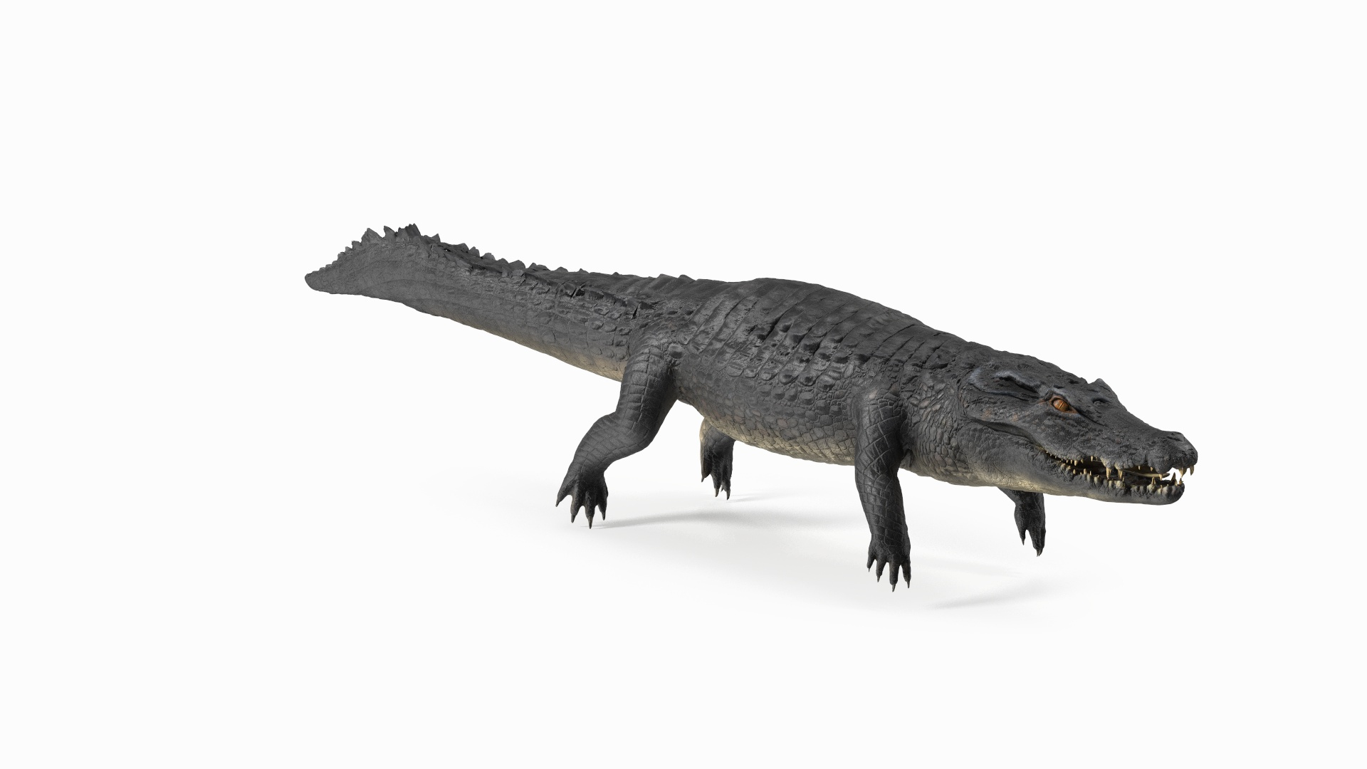 Black Caiman 3D Model - TurboSquid 2203545