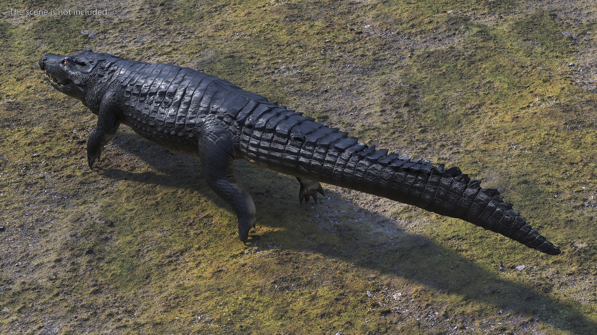 Black Caiman 3D Model - TurboSquid 2203545