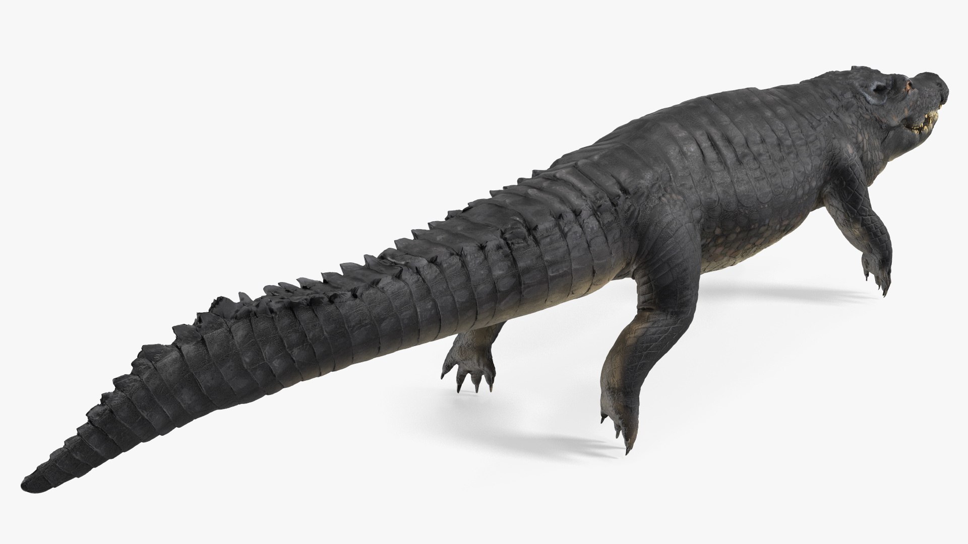 Black Caiman 3D Model - TurboSquid 2203545